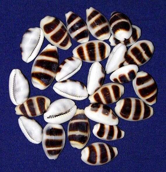 Cypraea Asellus Cowry Shell 15/19mmspecimen Seashells - Etsy
