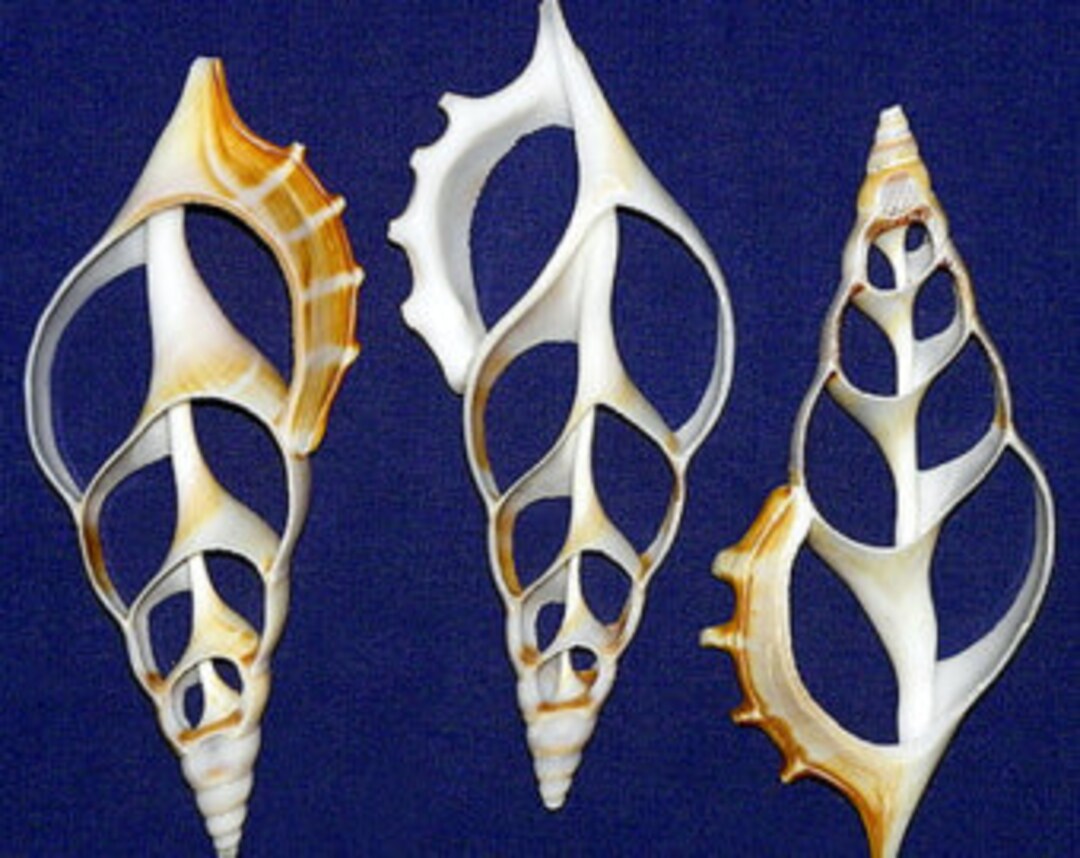 Center Cut Brown Tibia Seashells 4"-4-1/2" (5 Shells) - Etsy