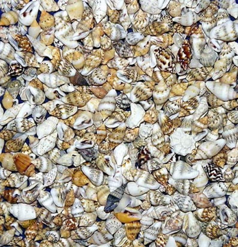 Brown Nassa Craft Shells Approximately 600 Pcs. - Etsy