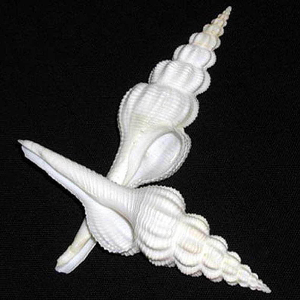 White Spindle Seashell Fusinus Forceps 45 1 Shell - Etsy