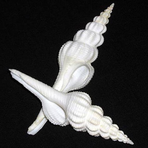 White Spindle Seashell Fusinus Forceps 45 1 Shell - Etsy