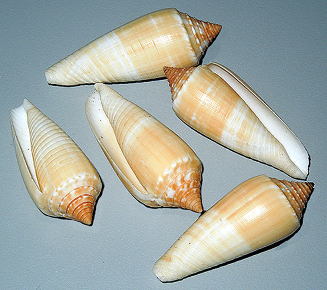 Conus Ochroleucus ~ Cone Shell ~ (45mm/1-3/4") F+++ Specimen Collector ...