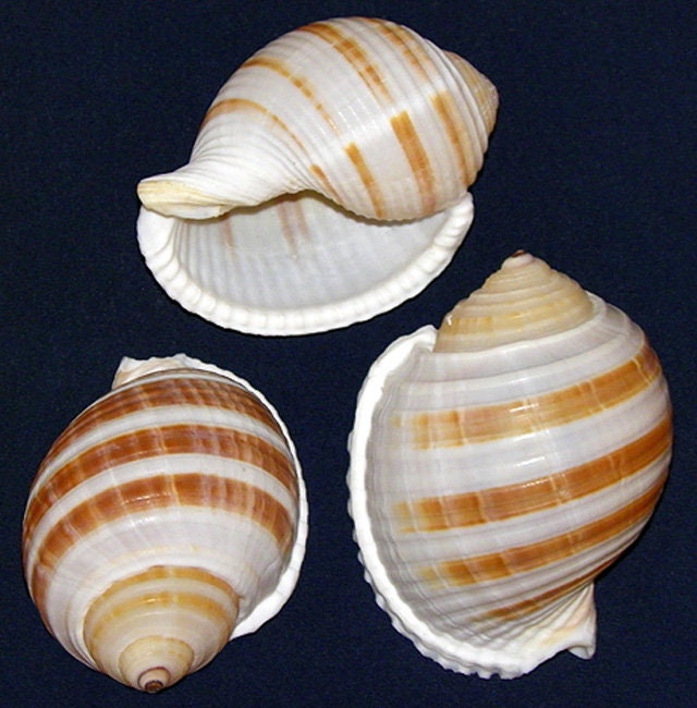 Banded Striped Tun Tonna Sulcosa Seashell 3 1 Shell - Etsy