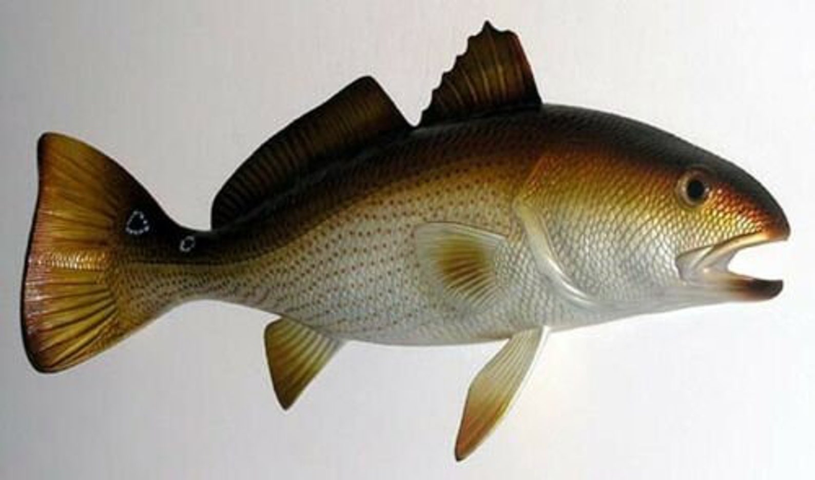 Red Drum Fish Replica-Wall Plaque Mount-Nautical | Etsy