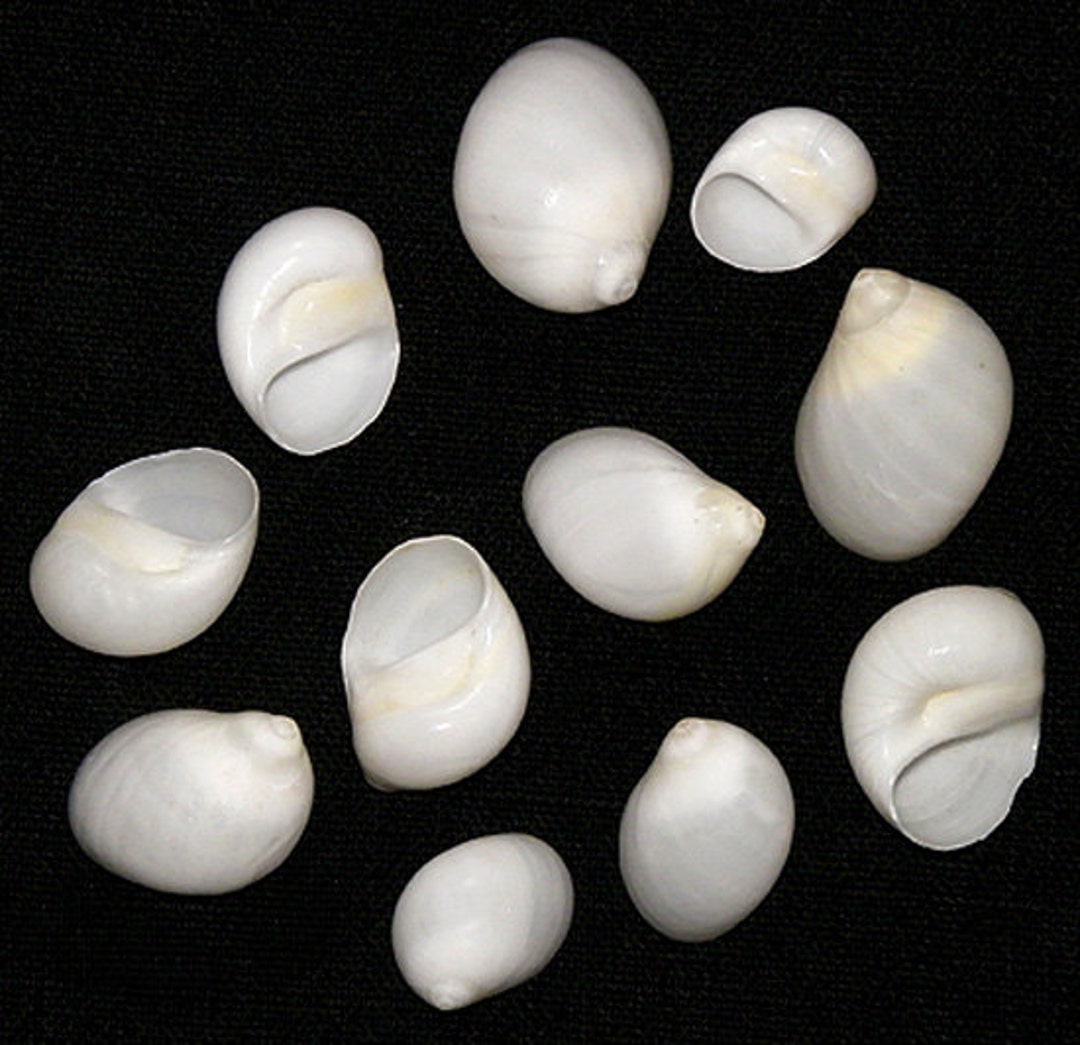 Natica White Moon Snail Shells 3/41-1/4mammillacraft and Jewelry ...