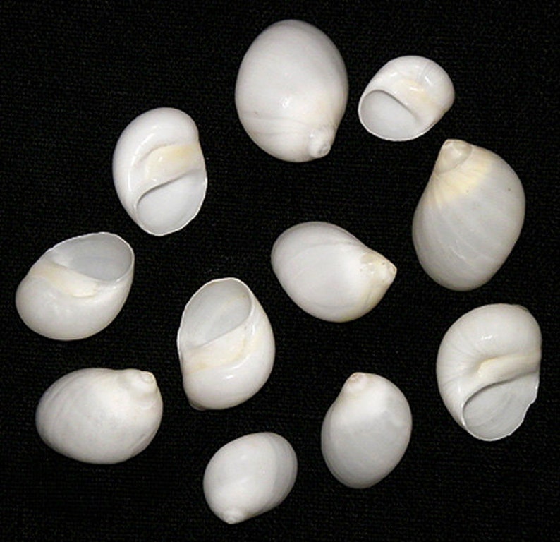 Natica White Moon Snail Shells - Etsy
