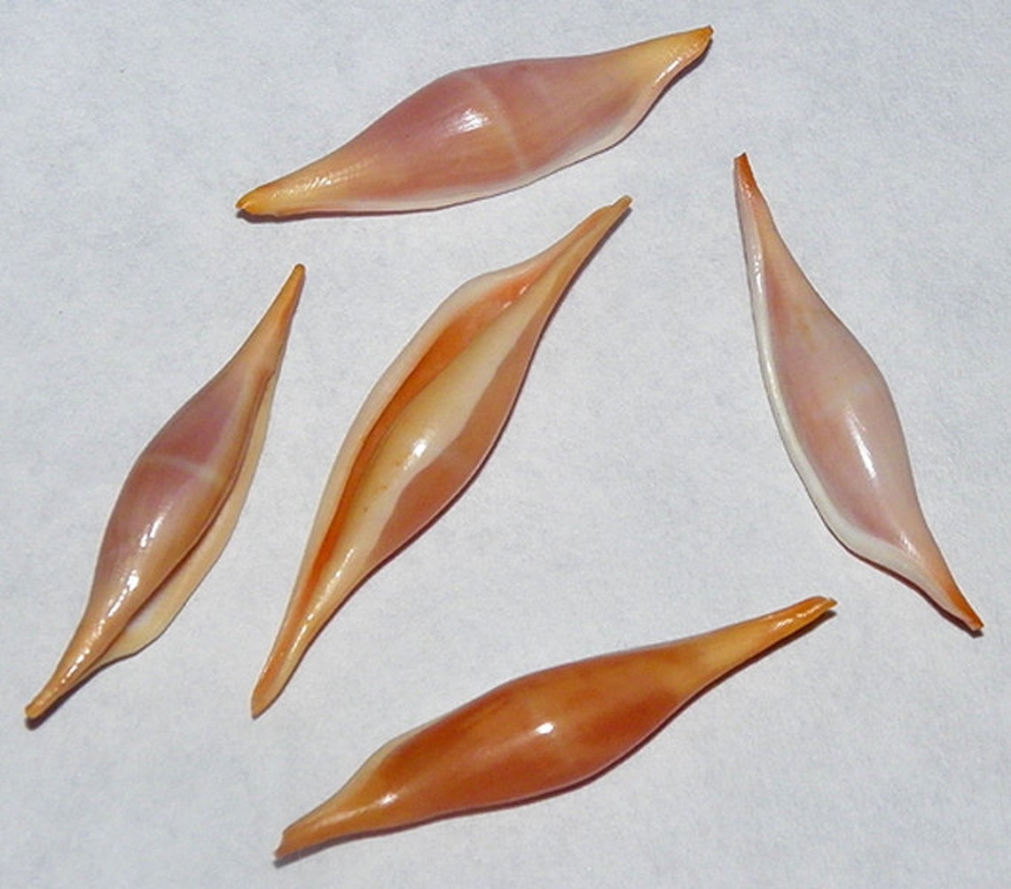 Phenacovolva Rosea Tokoi Elongated Spindle Cowrie Shell - Etsy