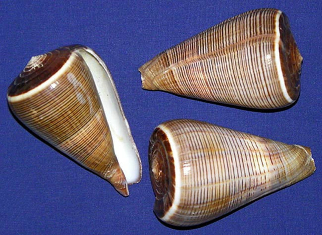 Lg. Brown Fig Cone Conus Figulinus Shell 2-1/2" -3" (1 Shell) - Etsy