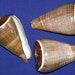 Sundial Shells~architectonica~ 1-1/8" Craft Seashells Supply (2 Shell ...