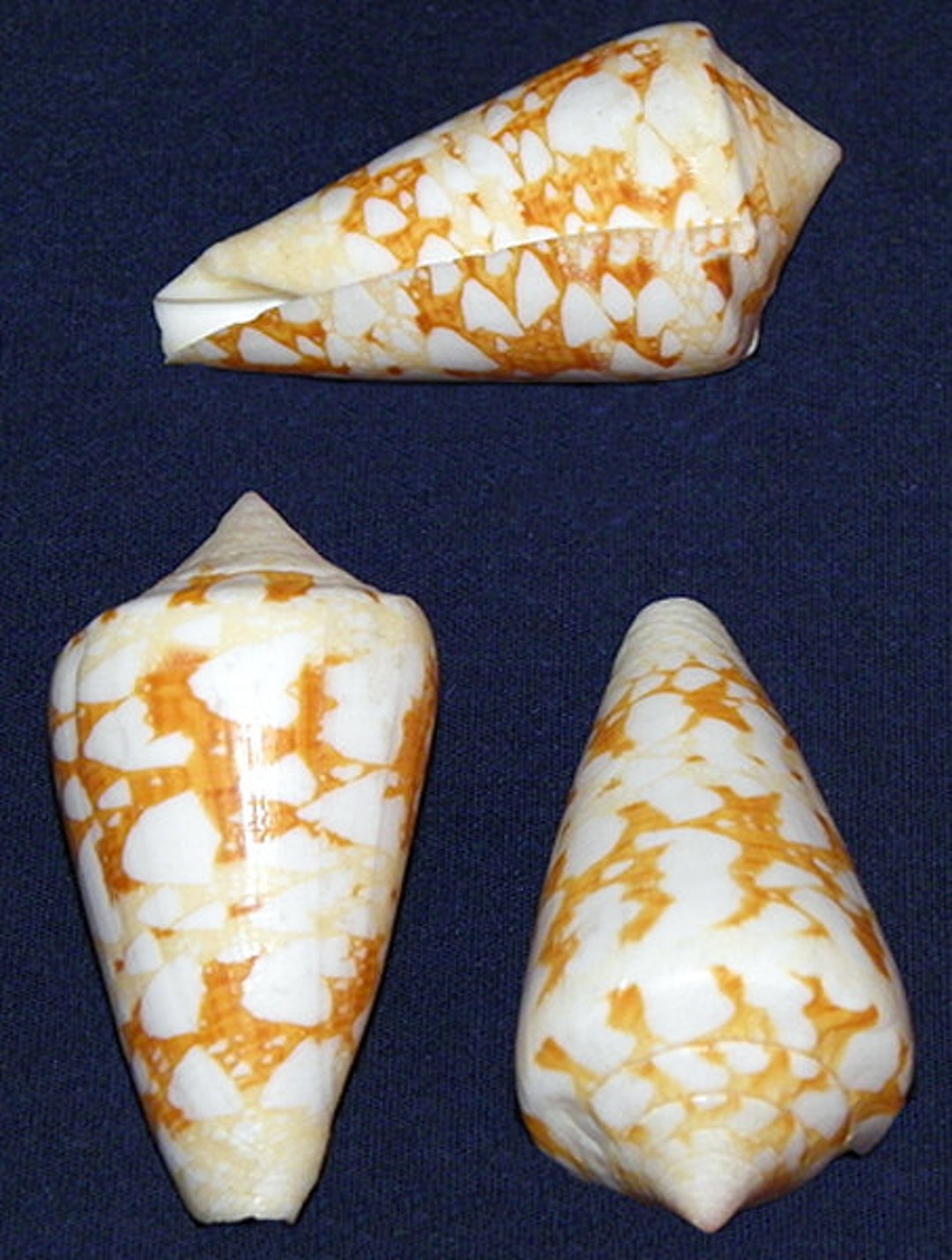 Conus Ammiralis Cone Seashell Approx. 46mm./1-7/8 F Specimen Collector ...