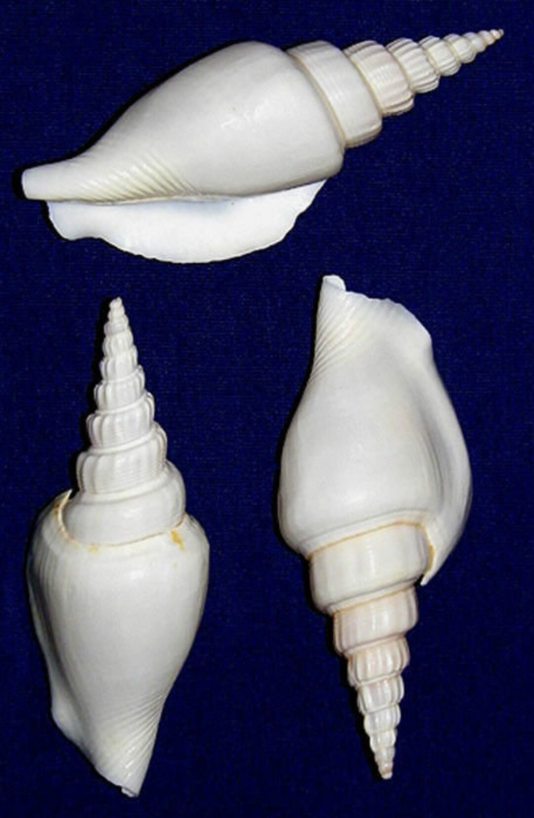 Polished White Strombus Vittatus Conch Shell ~2"- 2-1/2" ~ Craft ...