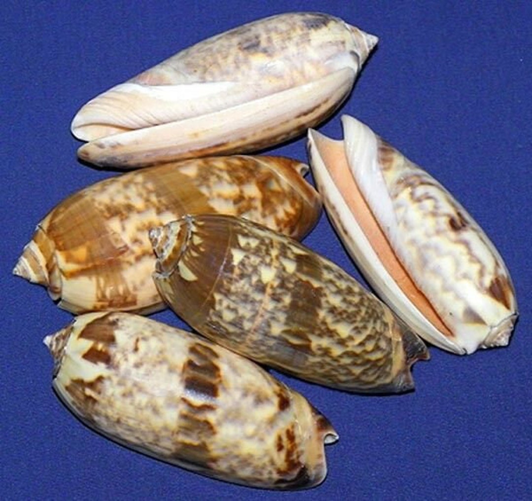 Olive Oliva Miniacea Shells 2-1/2"-3" Craft Seashell (1 Shell) - Etsy