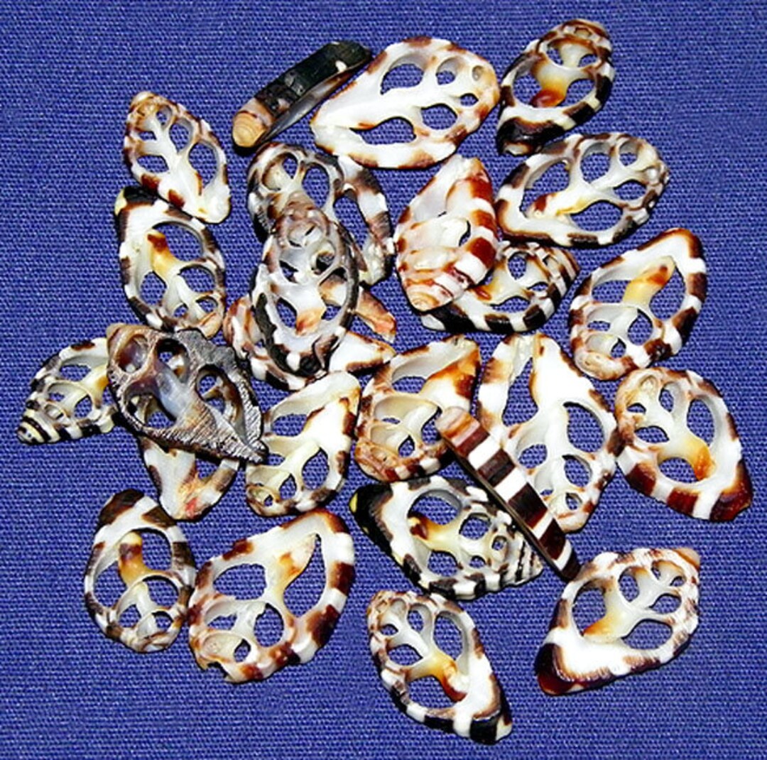 Engina Histrio Shells~3/4"sliced,center Cut Craft Seashells (10 Shells) - Etsy