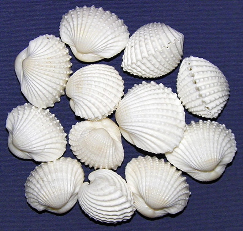 White Andara Granosa Ribbed Ark Clams Paired Shellspecten,cockle 1/2 3/ ...