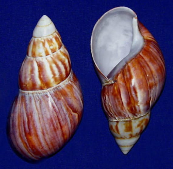 Large Polished Fairyland Snail Seashells Craft/ Supply - Etsy