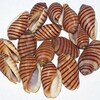 Lima File Clam Glued Pair Seashells (2"-2-1/2") (1 Shell) BULK ...