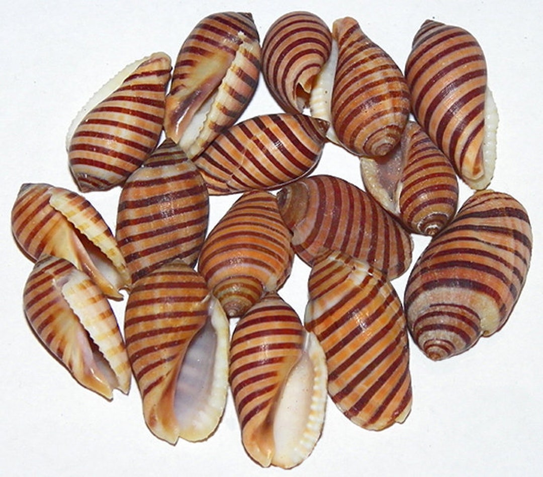 Vexilla Vexillum ~ Vexillate/ribboned Jopas Sea Snail (18mm.-25mm.) (3/ ...