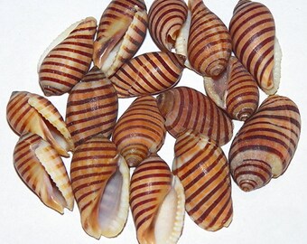 Cebu Beauty Snail Shells 1/23/4jewelry Seashell - Etsy