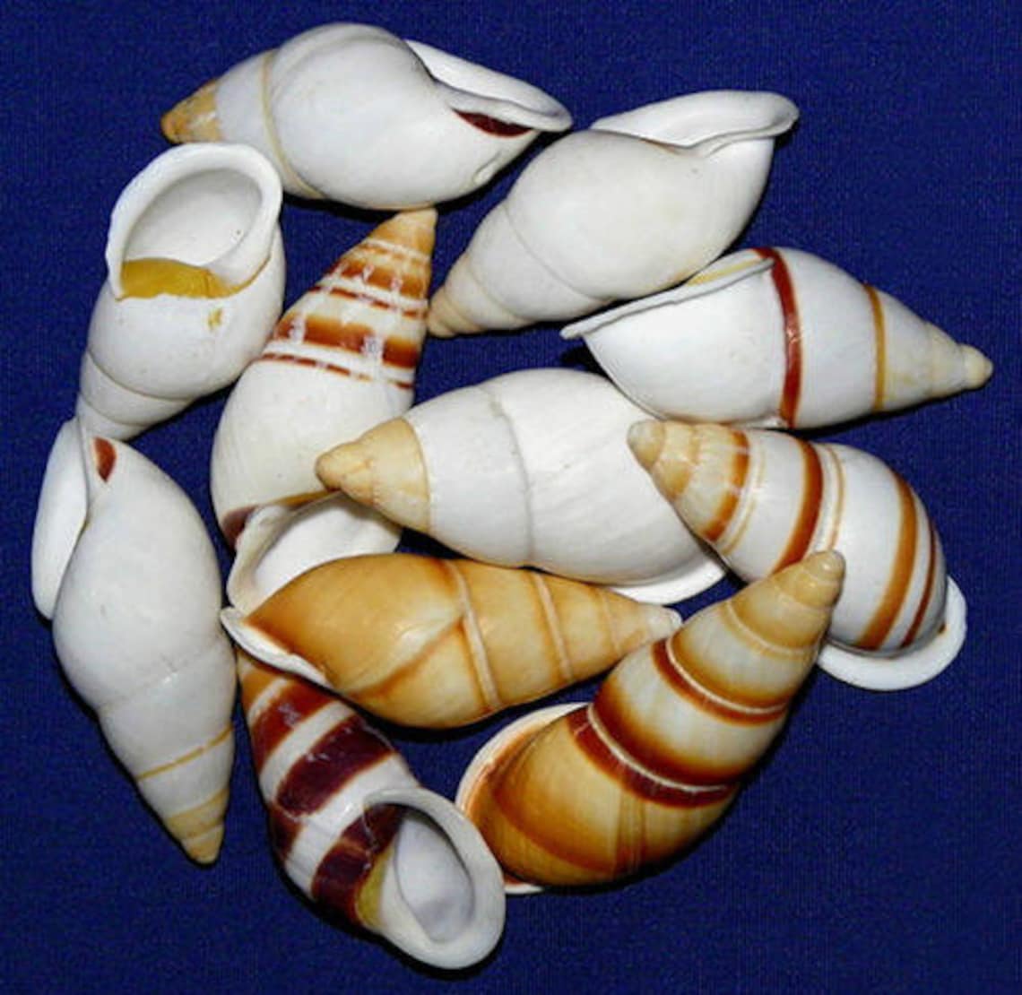 Sulu Land Snail Shells ~ 2"-2-1/2" ~ Craft Seashells (5 Shells ...
