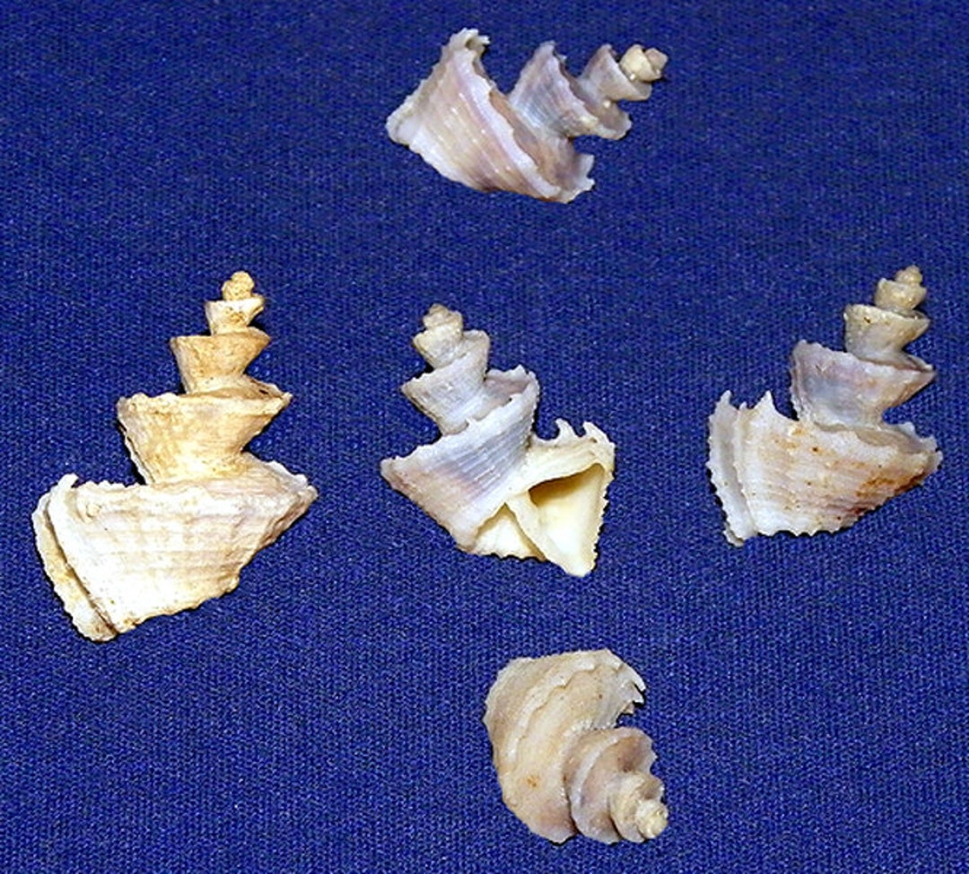 Trigonostoma Scalare - Buccinidae Seashell ~ (20mm./3/4") Specimen ...