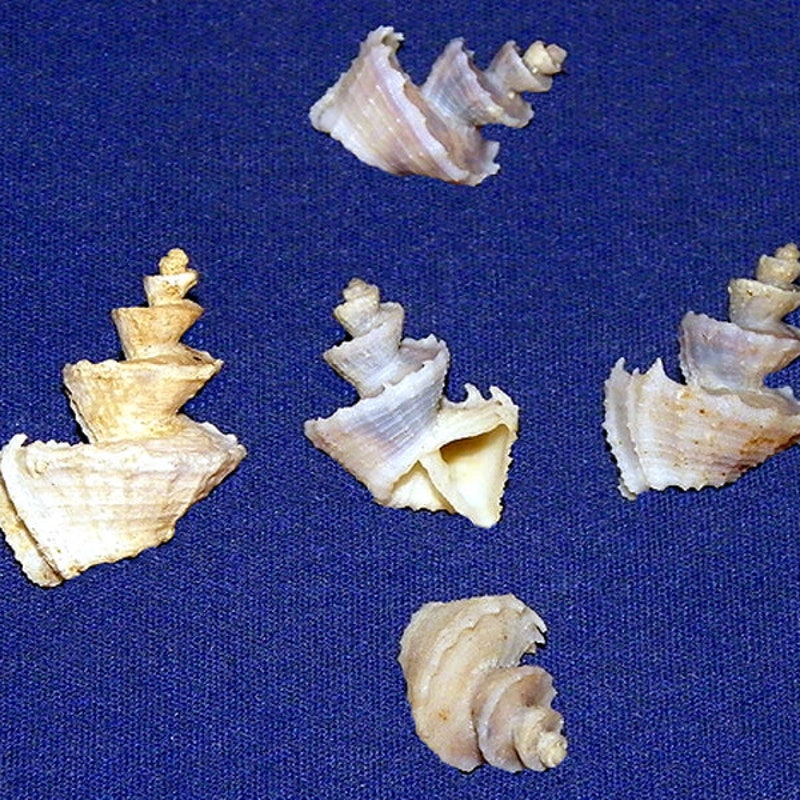 Shell Collector - Etsy