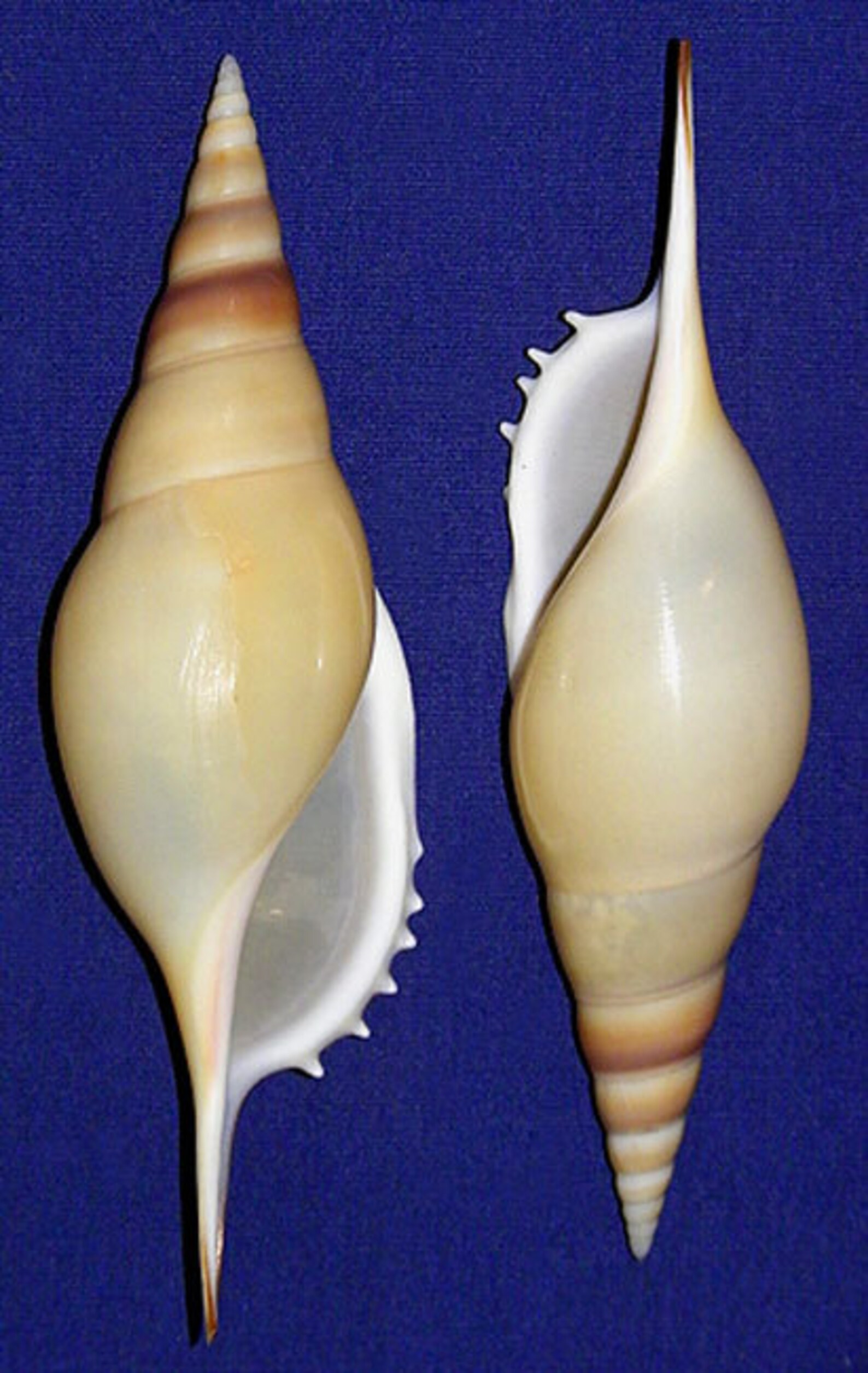 Tibia Martin~rostellariella Spindle Shell ~ 4