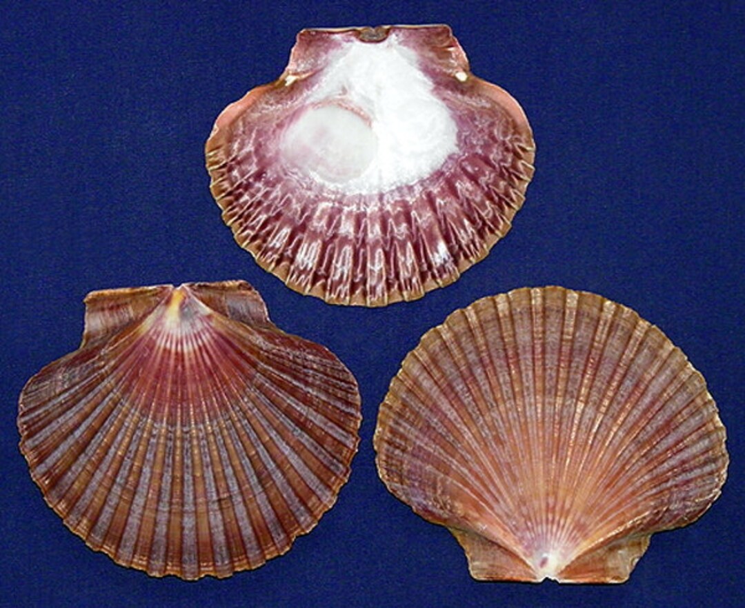 Mexican Flat Scallop Cockle, Clam, Pecten Seashells ~ 3" ~ Shell Craft ...