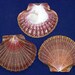 Irish Flat Half Scallop Shells,pecten,clam,cockle (4"-4-1/2") (3 Shells ...