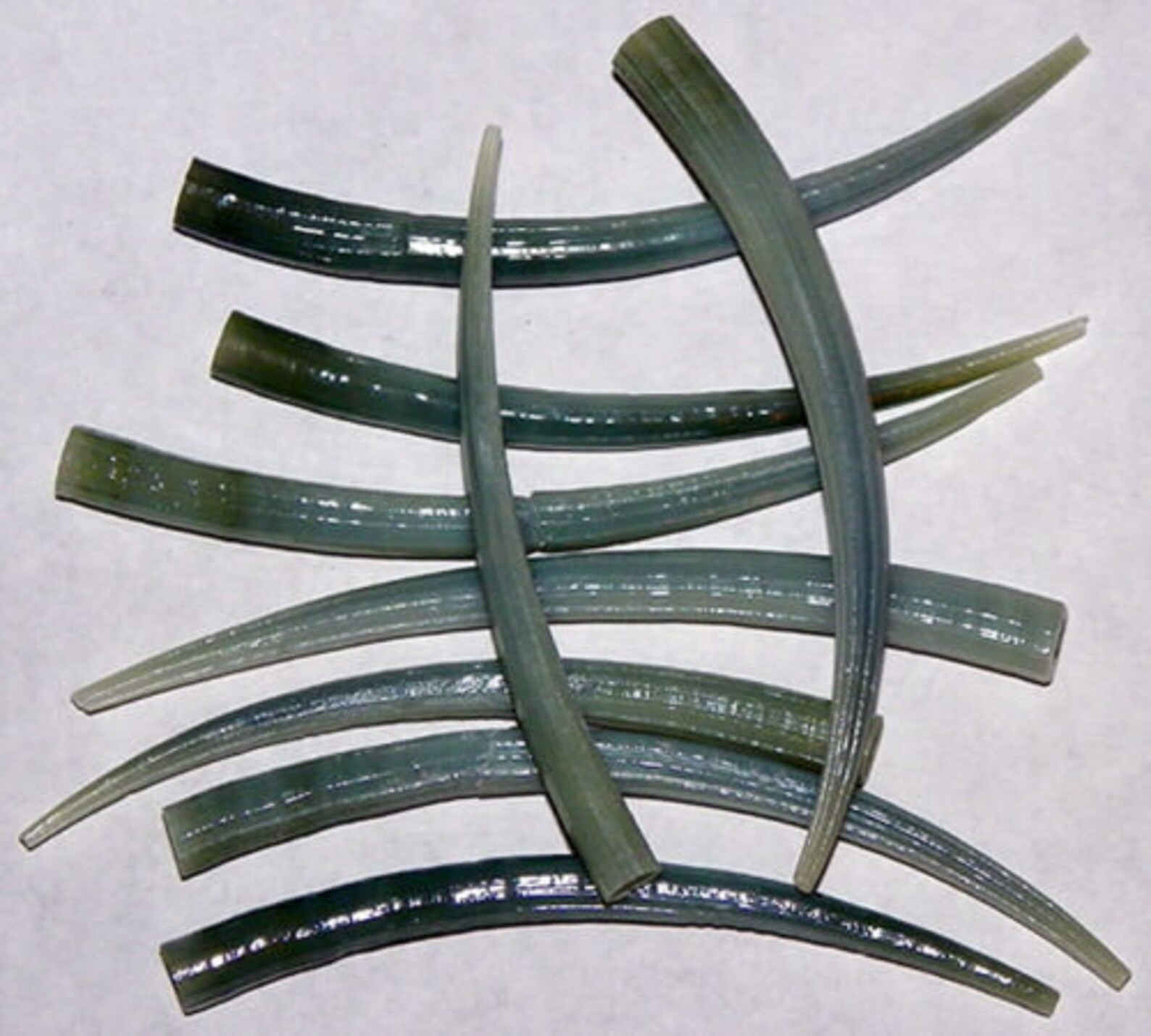 Green Tusk Shell 2-1/2 3 Dentalium aprinum 10 | Etsy