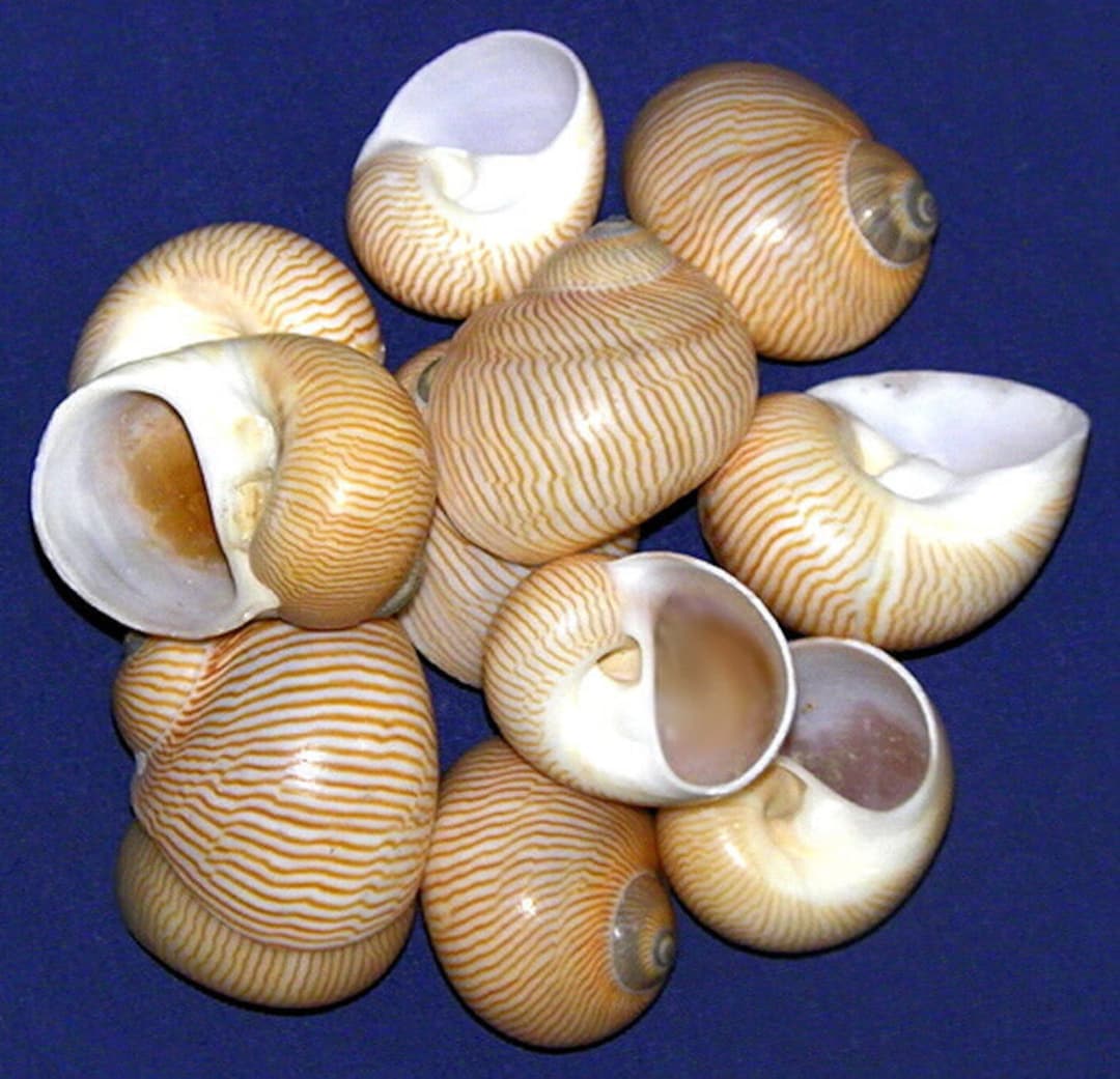 Natica Lineata Moon Snail Shells ~ 3/4""-1-1/4" ~ Seashells Craft (5 ...