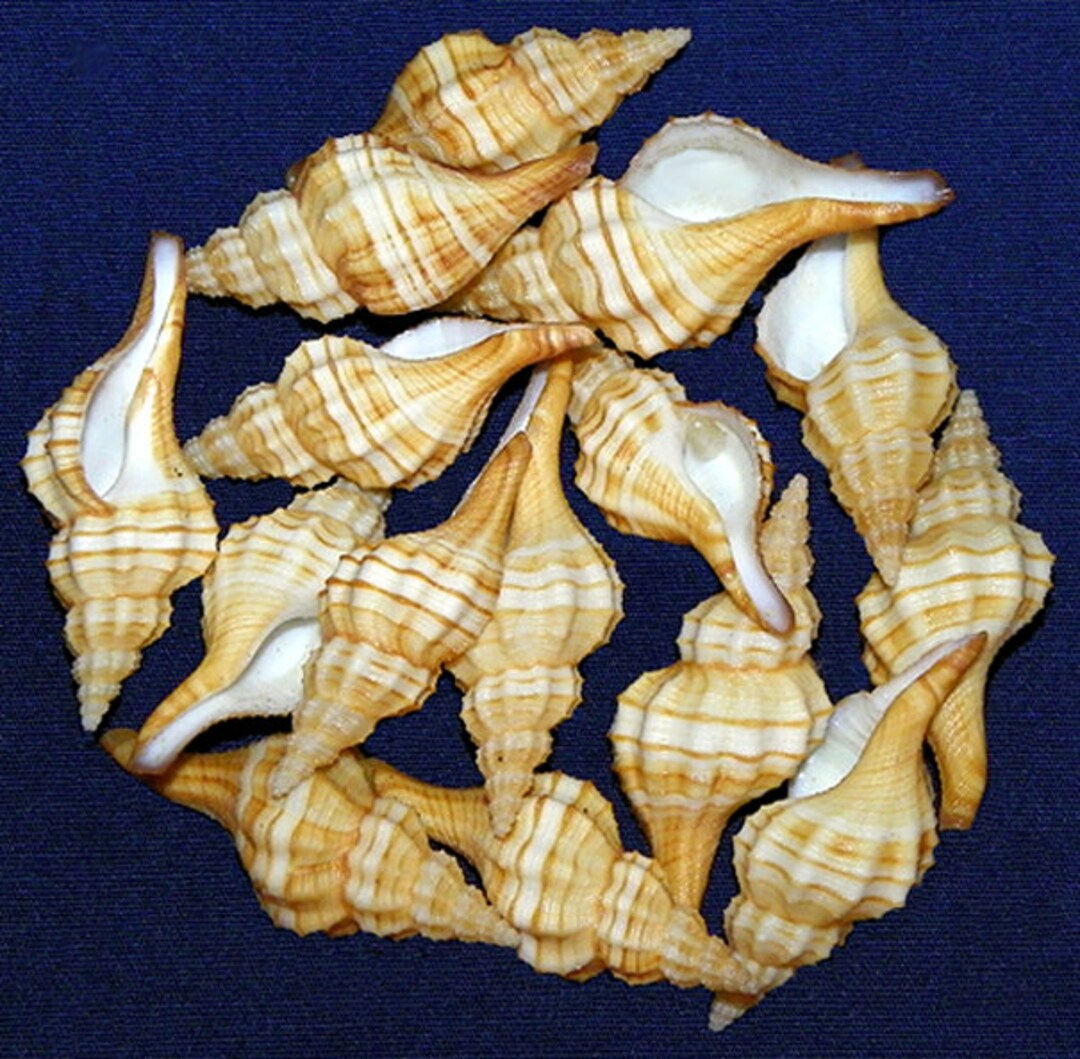 Granulifusus Dondani Spindle Seashell (30.8mm.-47.5mm.)~(3/4"-1-3/4") F ...