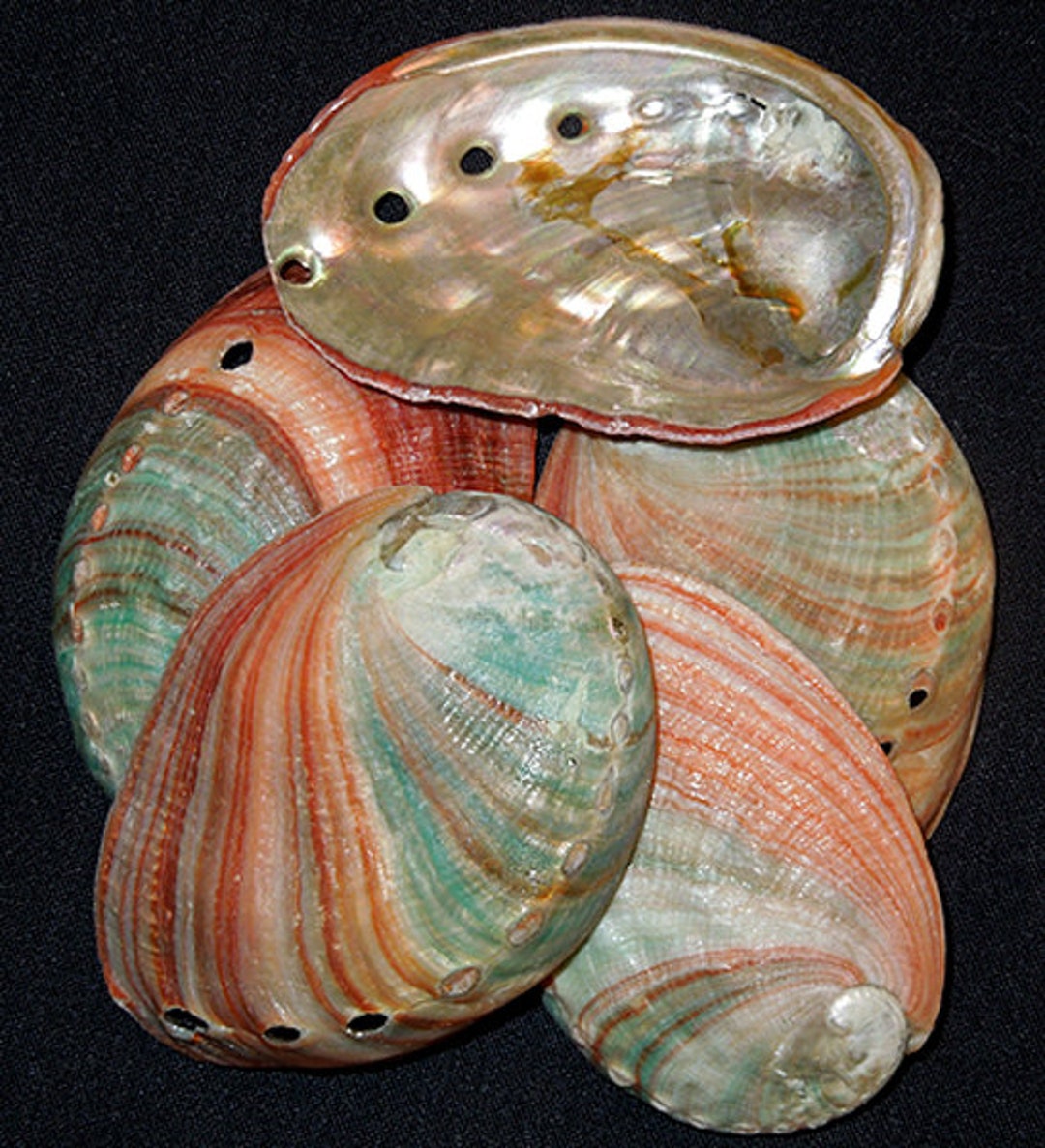 Pink Haliotis Abalone Seashell 2-1/2" - 3" (1 Half Shell) - Etsy