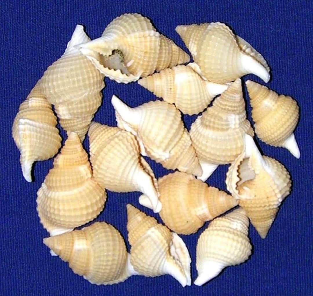 Distorsio Reticulatus ~triton Shell 1-1/4"~craft Seashell (2 Seashells ...