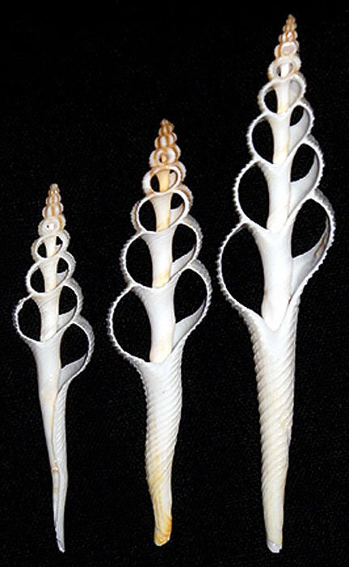 Sliced Cut White Spindle Craft Shells ~ Select Option: ~ 2 Shells) Sm ...