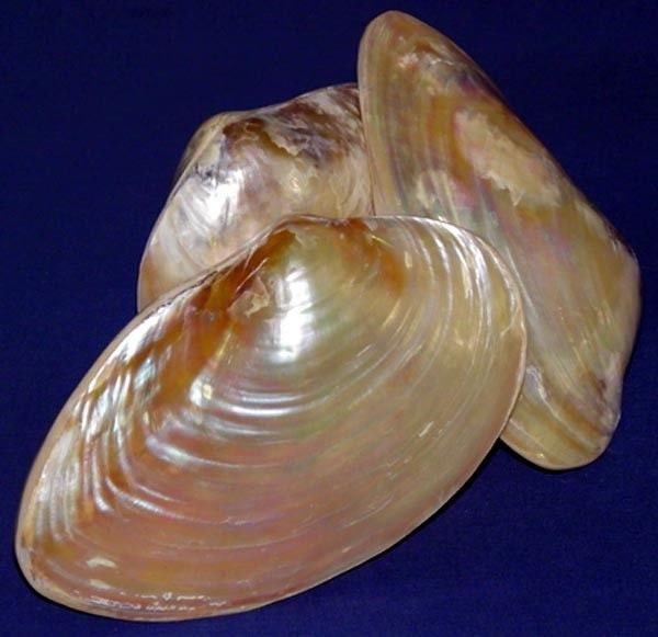 Polished Pearled Macabebe Clam Shell Glued Pair 3-1/24 Seashell Crafts ...