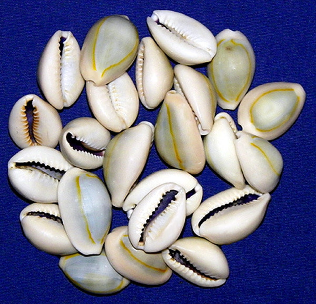 Cypraea Annulus~ringtop Cowrie Craft Seashells ( 1/2"-1") 50 Shells - Etsy