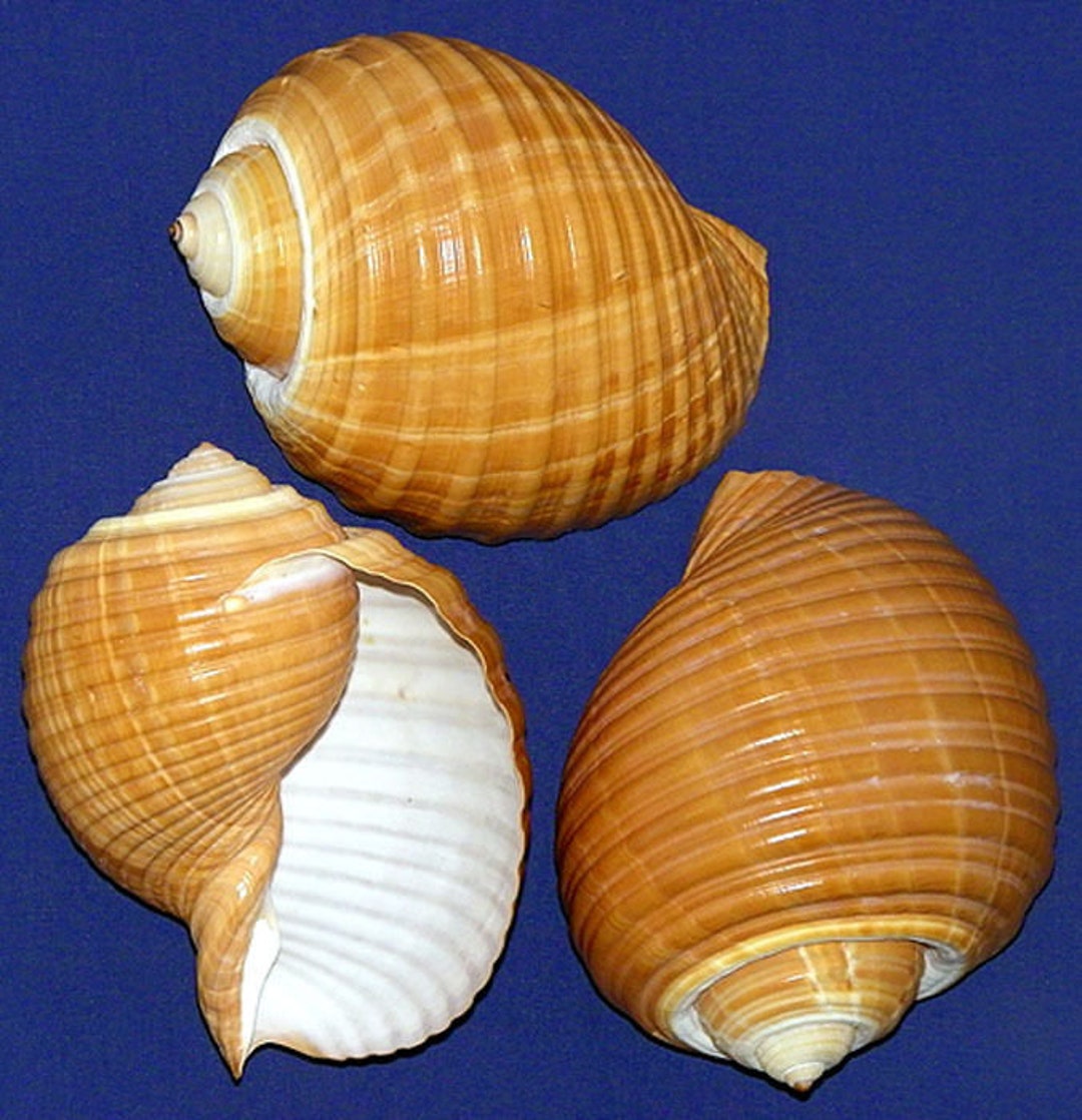 Brown Helmet Tun Seashell ~ Tonna Galea~ 3"-4" ~ 5"~6" Shell Decor~ (1 ...