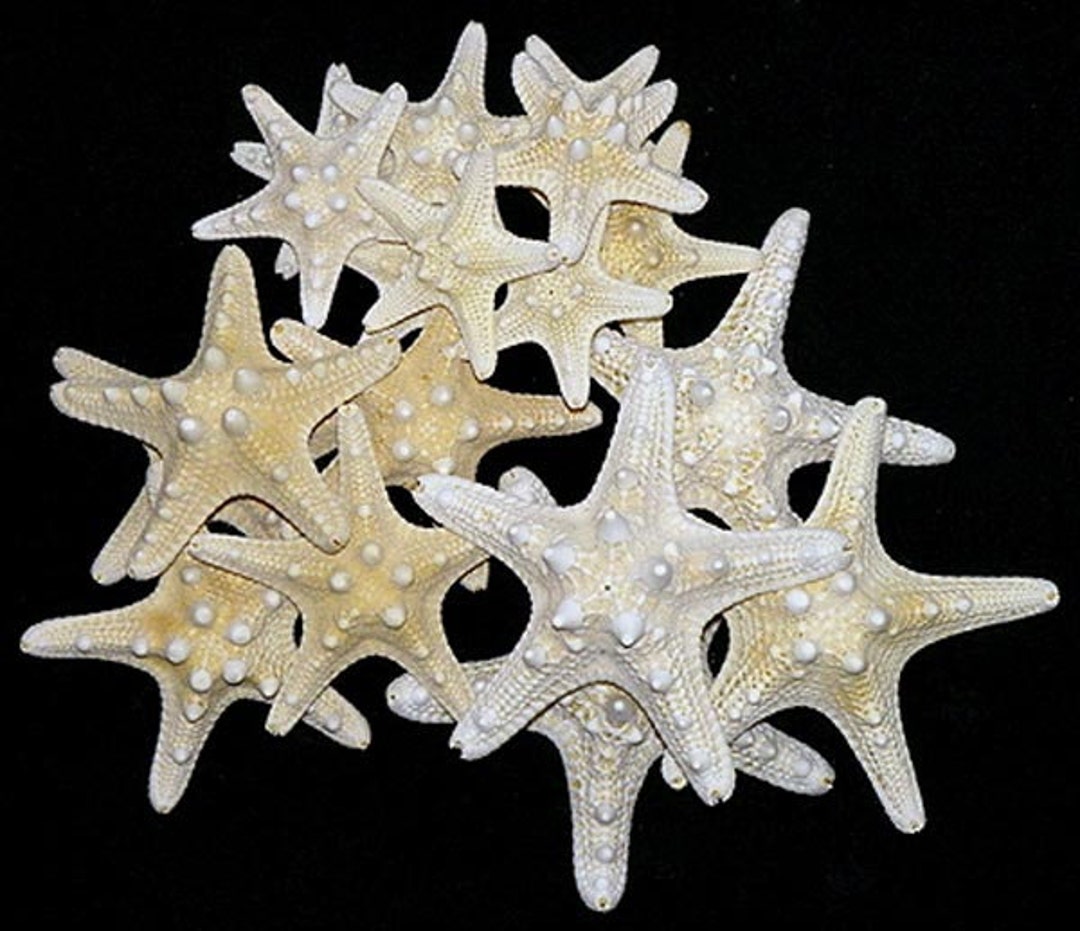 White Knobby Bumpy Starfish Sea Stars ~ Available in Four Sizes ~ 1"-2 ...