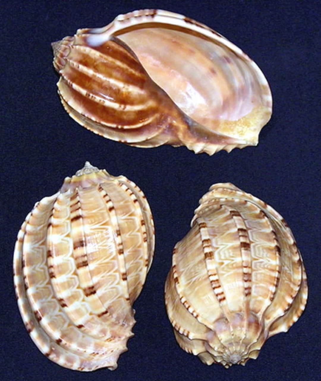 Harpa Articularis 2-1/2"-3" (1 Shell) - Etsy