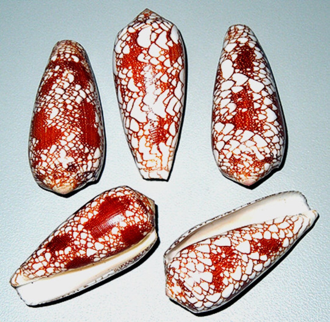 Conus Omaria ~ Cone Seashell ~ (50.8mm./2") F+++ Specimen Collector ...