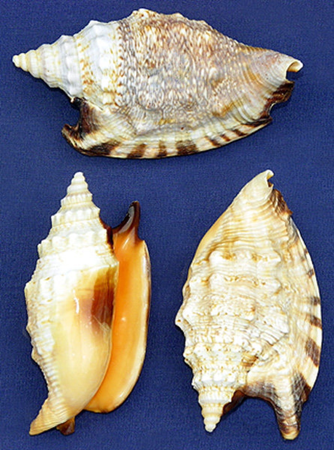 Strombus Aratrum Conch Shells ~3-1/2"~seashell Craft Supply~ (1 Shell ...