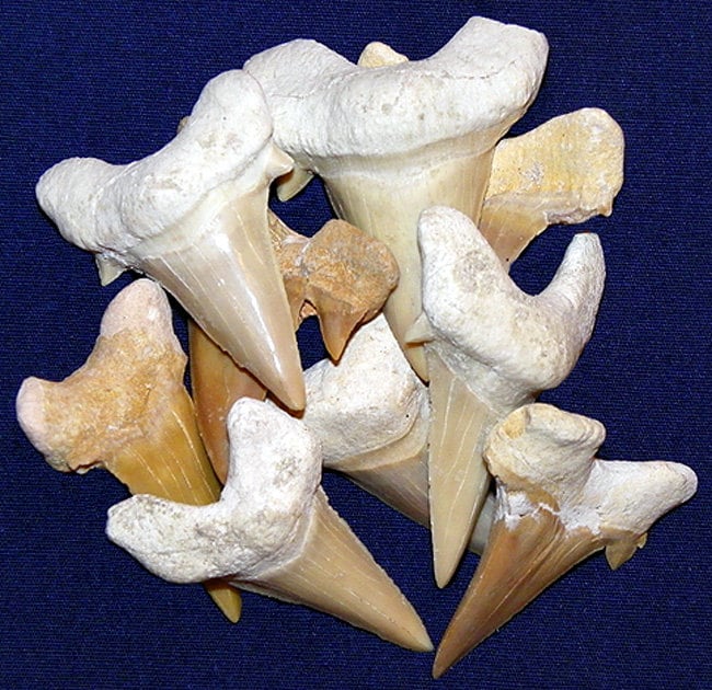 Real Fossil Shark Tooth grade A approx. 1-1/2 1 Tooth - Etsy