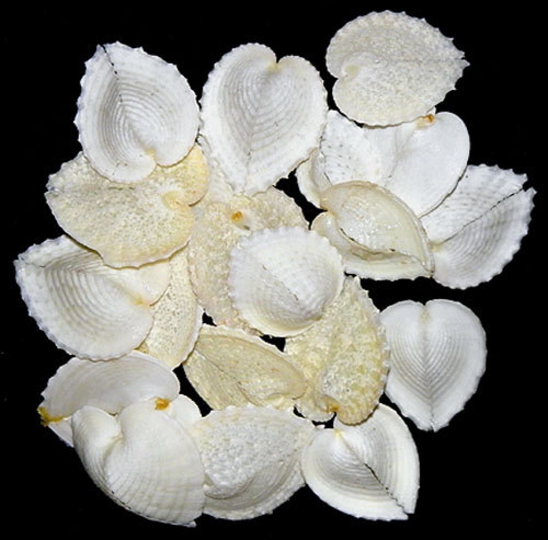 Heart Cockle ~ Cardium Cardissa ~ 1"-1-1/2" ~ Craft Jewelry Seashell ...