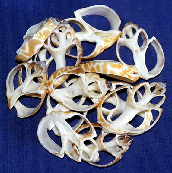 Center Cut Sliced Babylonia Spirata Shells 11-1/4 | Etsy