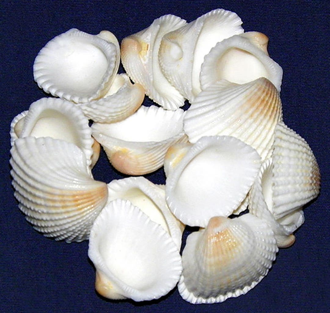 Conchas de berberecho de arca blanca 25 conchas - Etsy España