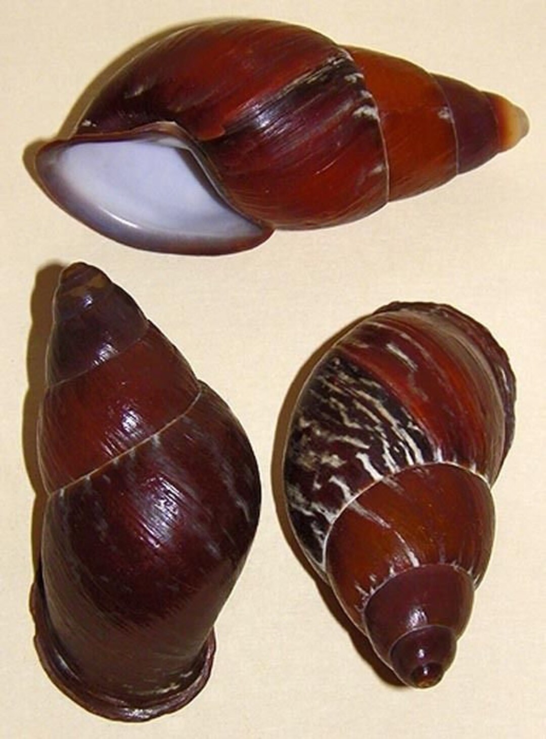 Helicostyla Chrysalidiformis ~ Land Snail (2-1/2"-3")~craft Seashells ...