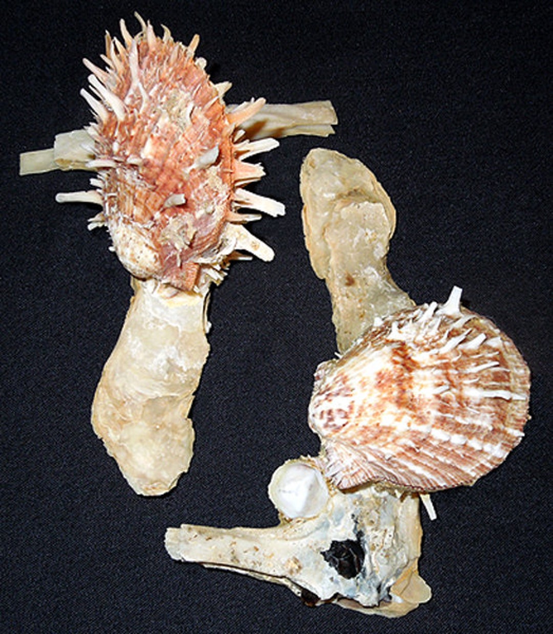 Hammer Head Oyster~ Malleus Albus ~ With Attached Spondylus Shell ~ 6 ...