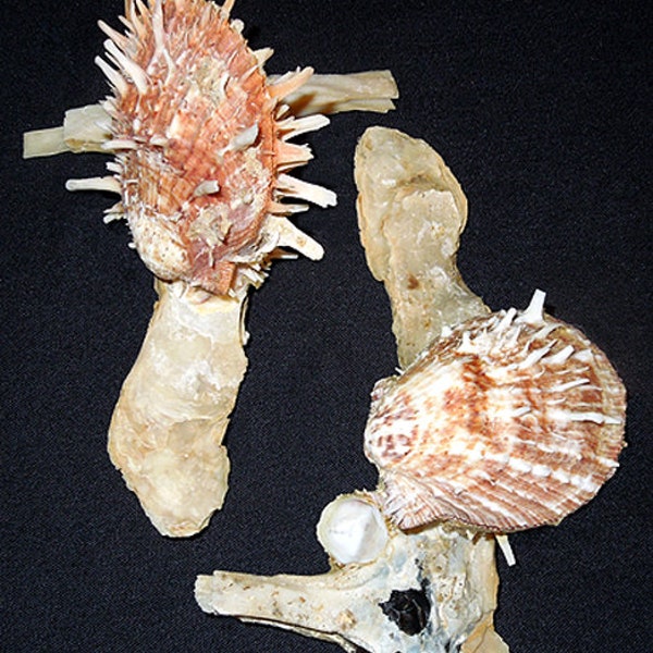 Oyster Shells - Etsy