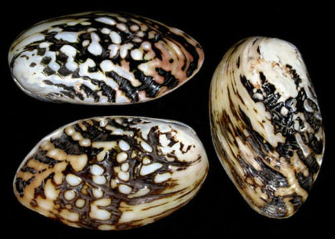 Polished Banded Frog Mussel Shell (1 Paired Seashell) 3-1/2" - 4-1/2 ...