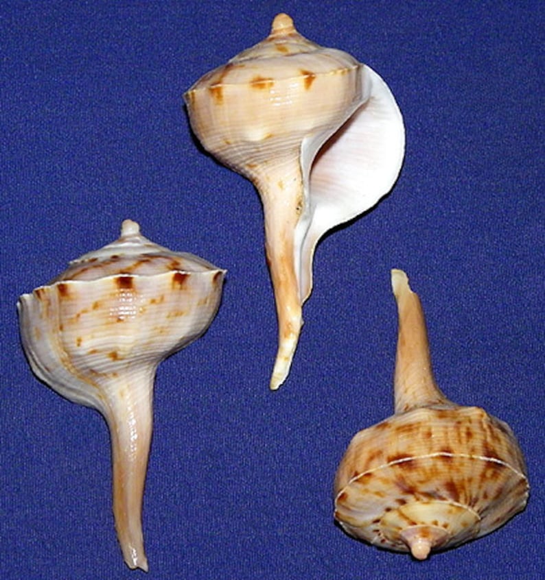 Spiral Tudicla Spirillus Shell 2-1/2” (1 Shell) - Etsy
